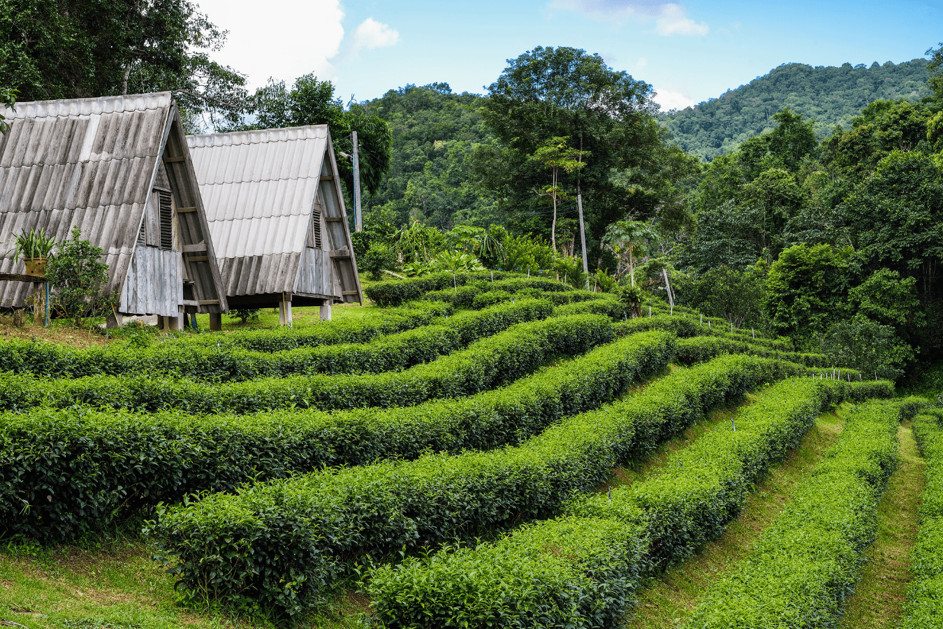 Assam Best Places to Visit in Winter You Shouldn’t Miss - Travelparo